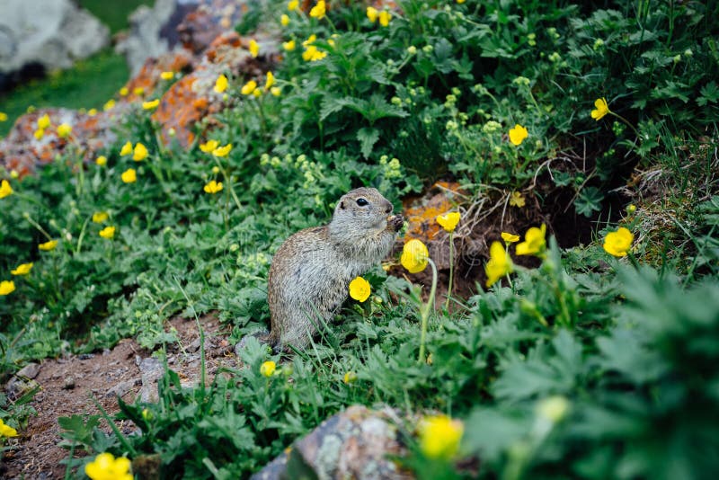 Gopher Eating Cookie in Grass and Yellow Flowers Stock Photo - Image of ...