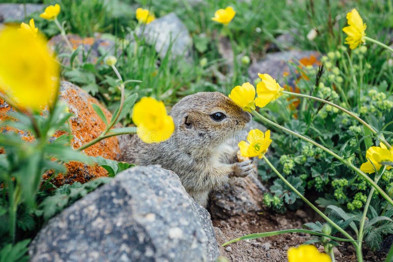 Gopher Eating Cookie in Grass and Yellow Flowers Stock Image - Image of ...
