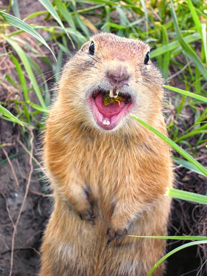 The Gopher is Eating a Dandelion Stock Photo - Image of close, gopher ...