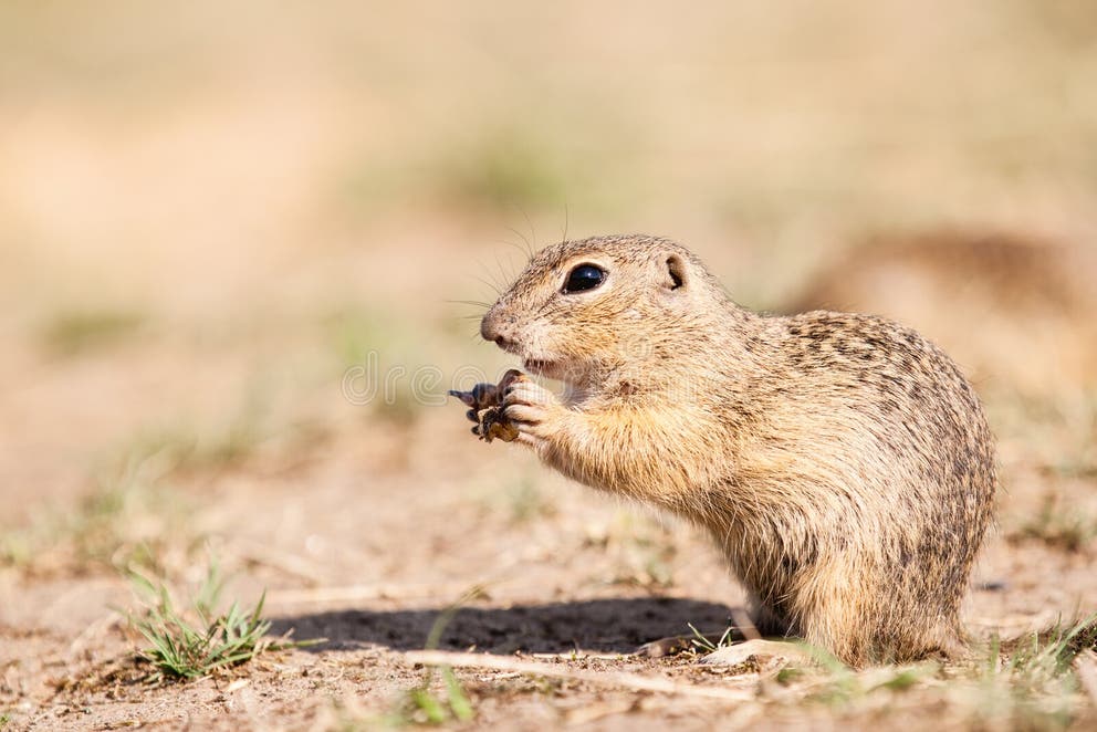 Gopher stock photo. Image of north, natural, european - 43325882