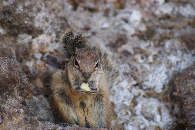 Gopher stock image. Image of coastside, mountain, animal - 78477333