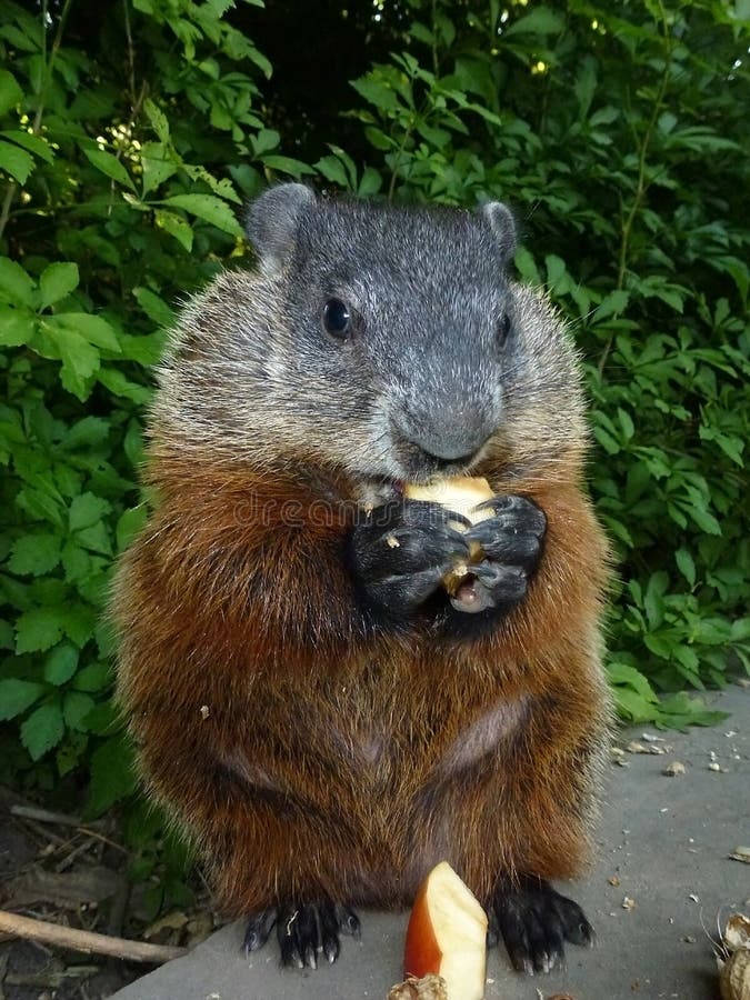 Gopher stock photo. Image of leaves, mammal, gopher, outdoor - 38763542