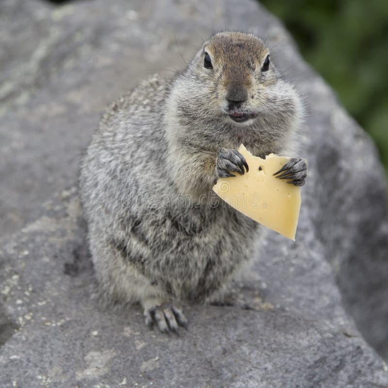 Gopher Eating a Piece of Cheese Stock Photo - Image of national, grass ...