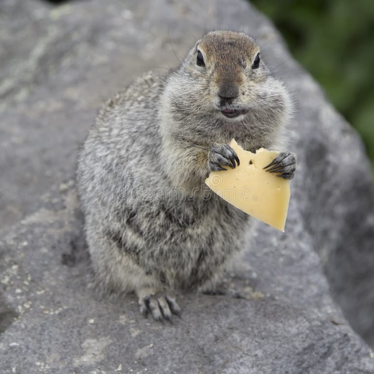 Gopher Eating a Piece of Cheese Stock Photo - Image of national, grass ...