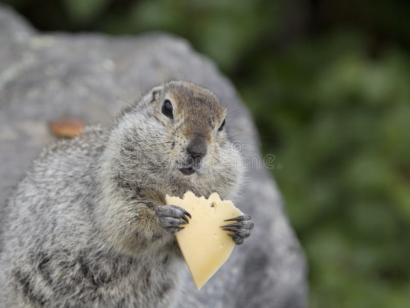 Gopher Eating a Piece of Cheese Stock Image - Image of area, family ...