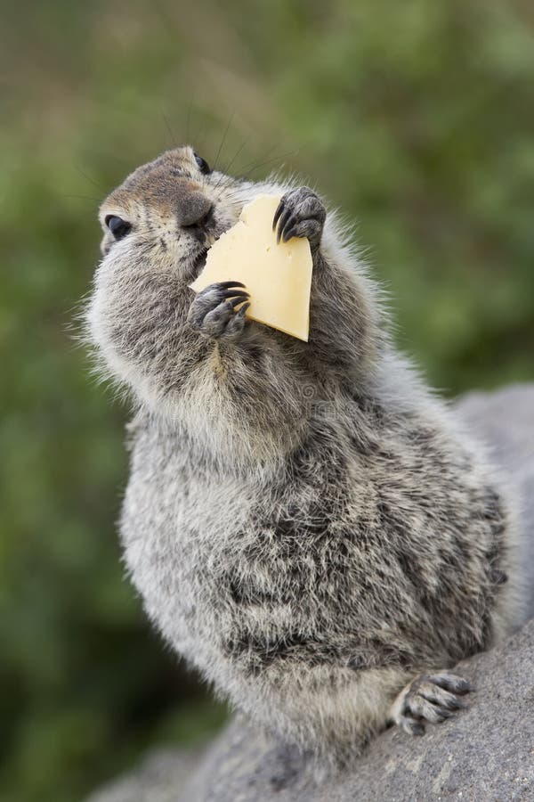 Gopher Eating a Piece of Cheese Stock Image - Image of mammals, nature ...