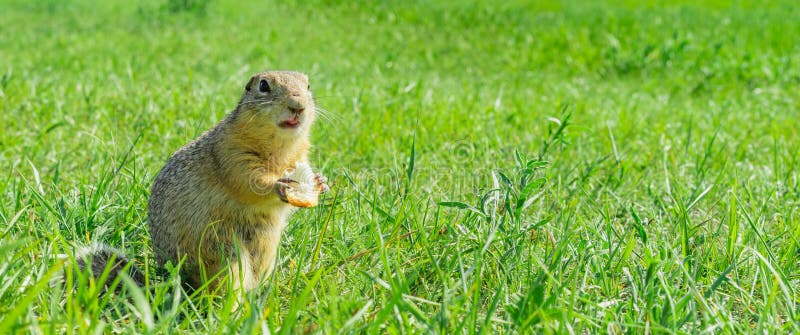 Gopher Eating Small Piece of Bread in the Grass Stock Image - Image of ...