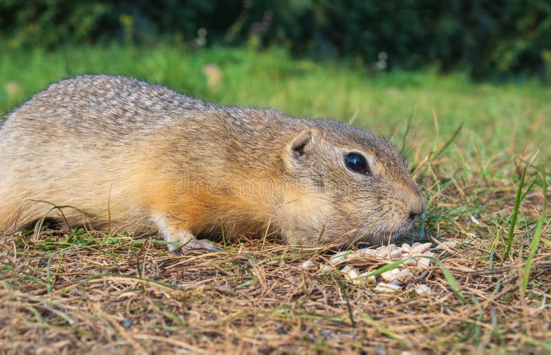 A Gopher is Eating Sunflower Seeds in a Grassy Meadow. Close-up Stock ...