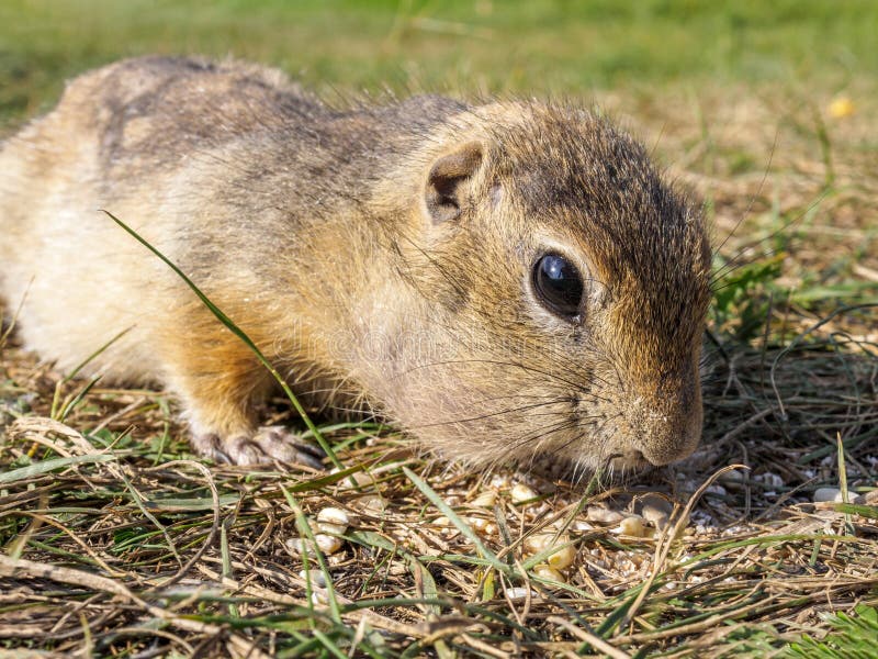 A Gopher is Eating Sunflower Seeds in a Grassy Meadow. Close-up Stock ...