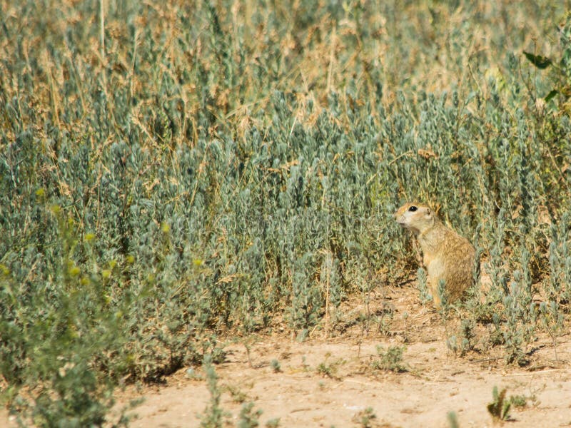 The Gopher Eats Grass after Winter Hibernation. a Cowardly Gopher ...