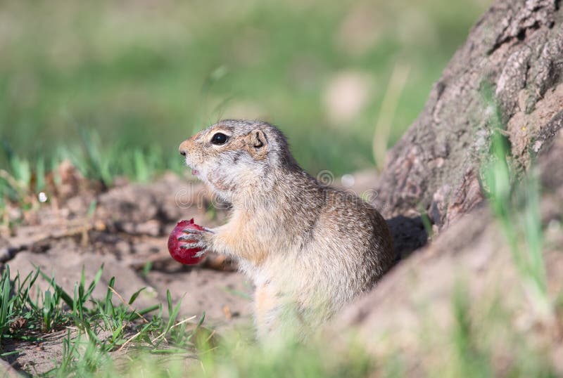 New York eekhoorn stock afbeelding. Image of grijs, grappig - 161374821