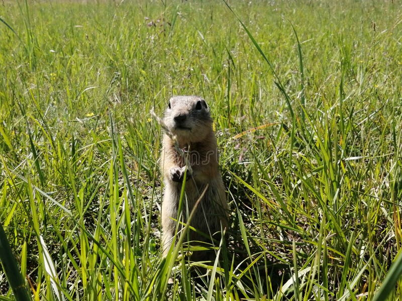 Gopher in the Field. Green Sunny Summer Stock Image - Image of gopher ...