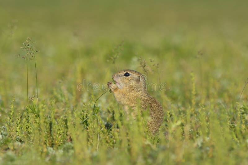 Gopher Field stock image. Image of wild, brown, ground - 94791861
