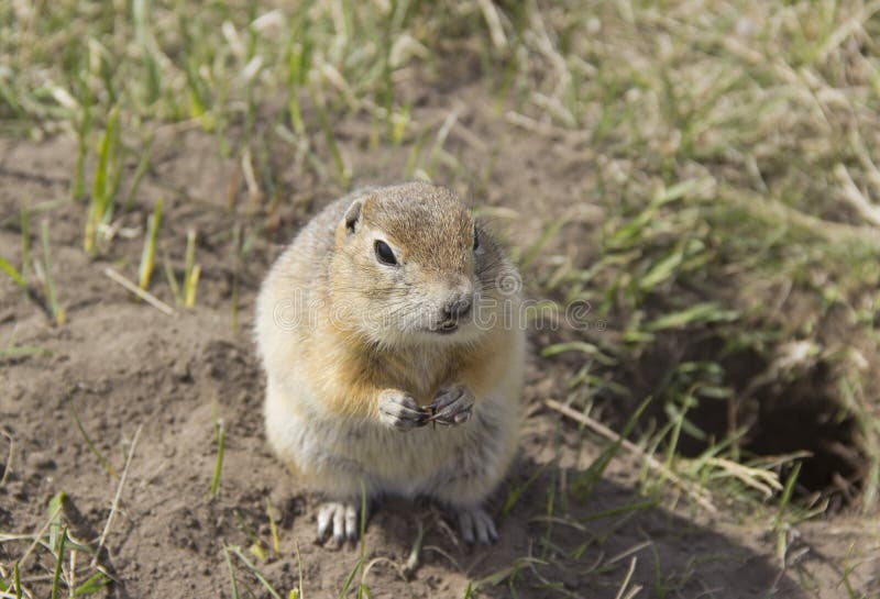 Gopher genus rodents stock image. Image of field, gopher - 147921191