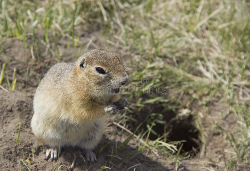 The gopher eats the seeds stock photo. Image of rodent - 147921266