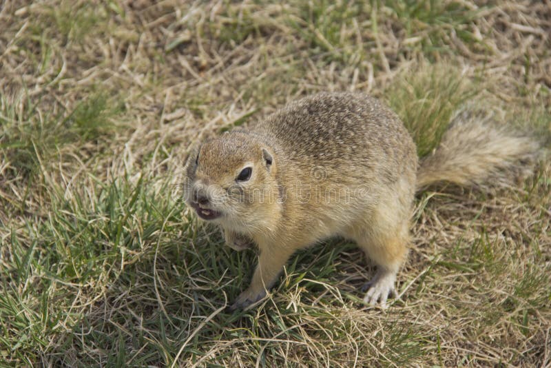 Hungry Gophers are Attacking and are Aggressive Stock Photo - Image of ...