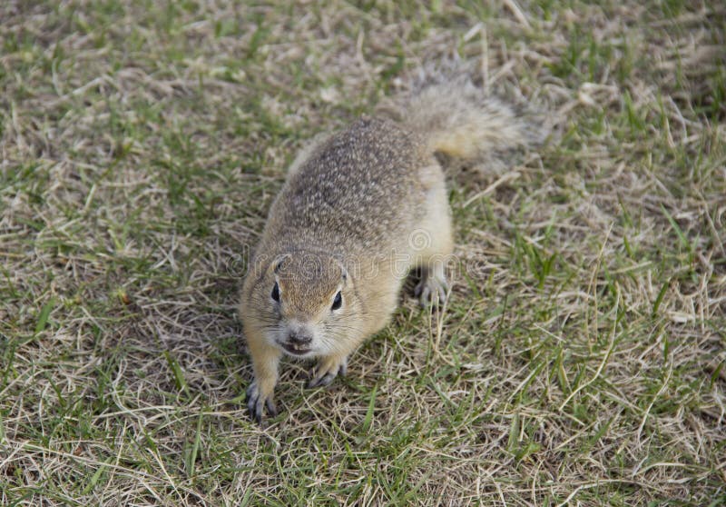 Hungry Gophers are Attacking and are Aggressive Stock Photo - Image of ...