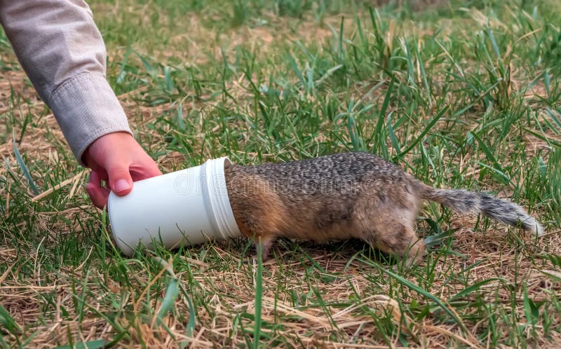 Gopher is Getting Inside into a Plastic Jar for Looking for a Food ...