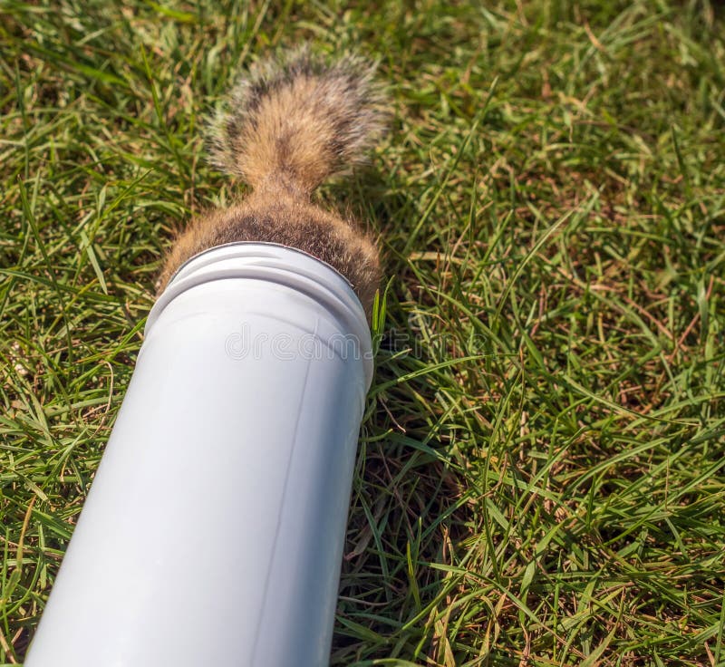 Gopher is Getting Inside into a Plastic Jar for Looking for a Food ...
