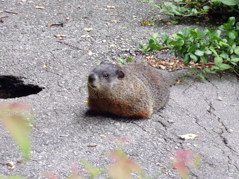 Gopher stock image. Image of mammal, plant, color, leaves - 284114029