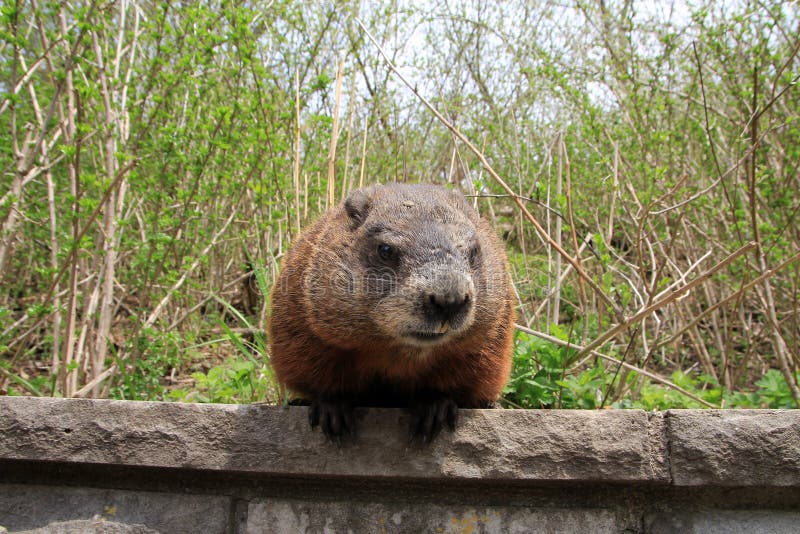 Gopher stock image. Image of plant, fauna, nature, gopher - 135760459