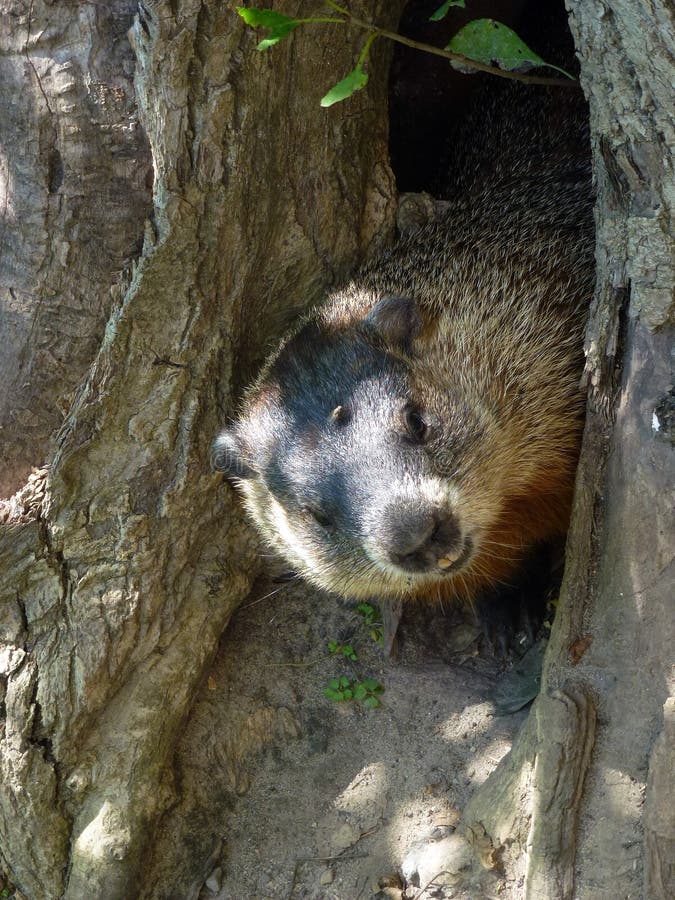 Gopher stock photo. Image of wildlife, muzzle, tree - 107710876