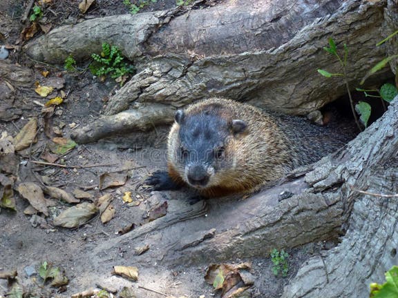 Gopher stock photo. Image of leaves, mammal, tree, face - 107710936