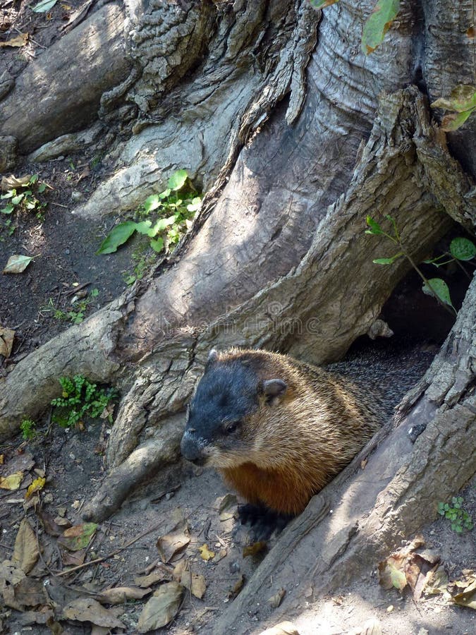 190 Gopher Walking Stock Photos - Free & Royalty-Free Stock Photos from ...
