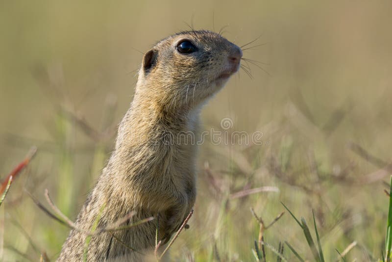 Gopher in the grass stock photo. Image of little, head - 74220830