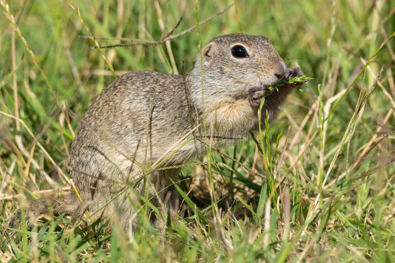 265 One Cute Gopher Green Meadow Stock Photos - Free & Royalty-Free ...