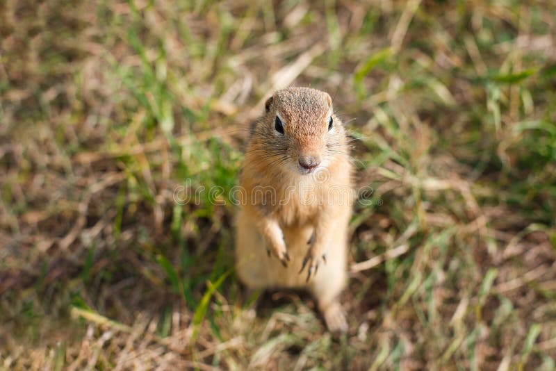 Gopher in a Grass Field Close Up Stock Photo - Image of field, ground ...