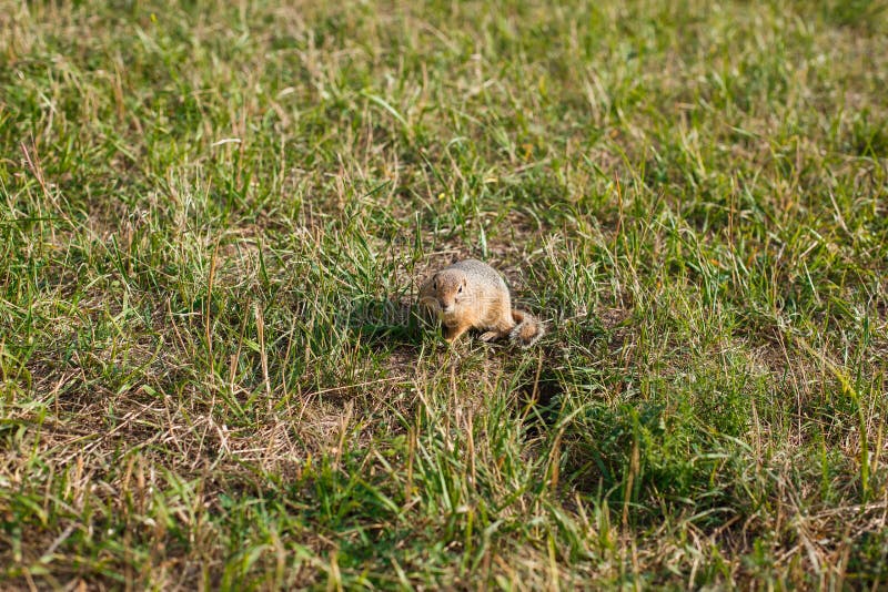 Gopher in a Grass Field Close Up Stock Photo - Image of ground, sunny ...