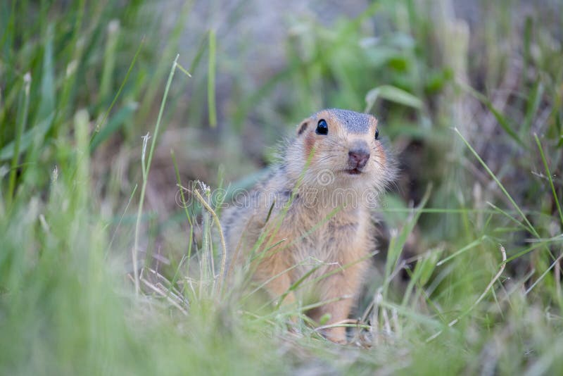 Gopher from grass stock photo. Image of hole, interesting - 152539370