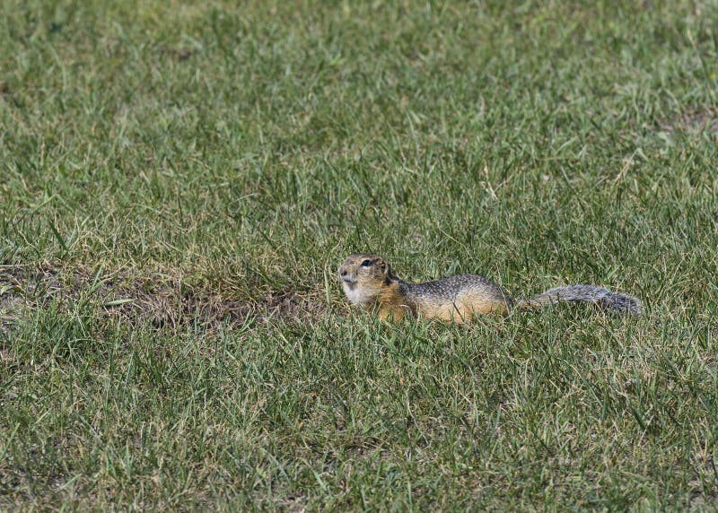 A Gopher in the Grass in Mountain Altai in Summer Stock Image - Image ...