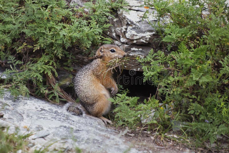 Gopher with a Grass Near Mink Stock Image - Image of harvesting, gnawer ...