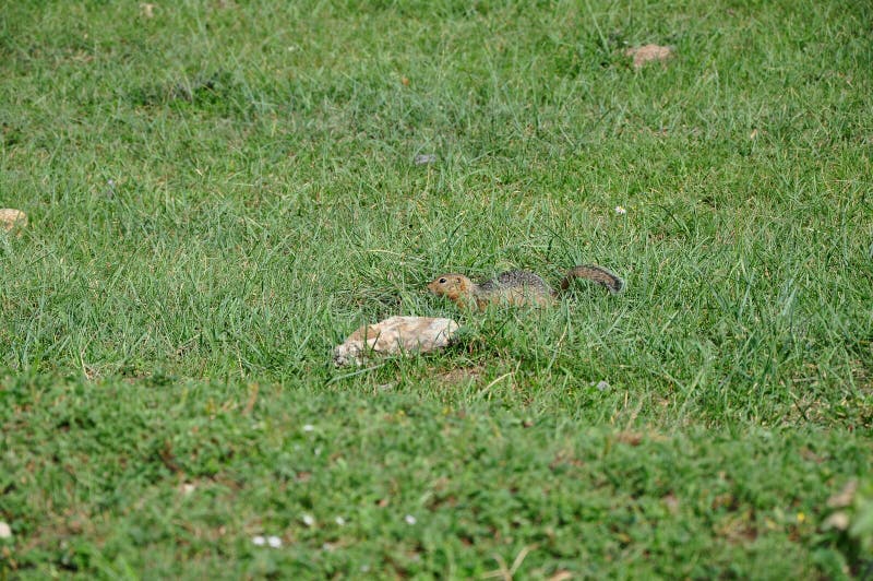 Gopher in the grass. stock image. Image of green, park - 81211703