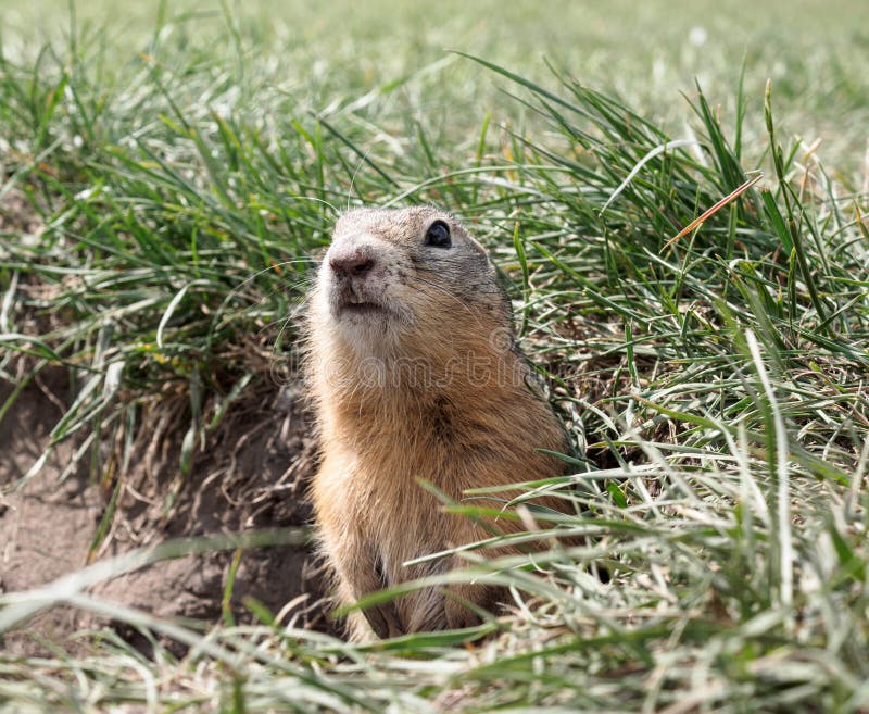Gopher on the Grassy Lawn is Looking at the Camera. Close-up Stock ...
