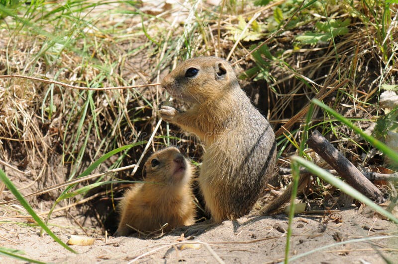 Gopher and chewing gum stock image. Image of outdoors - 33783647