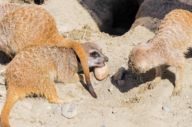 Gopher Guards His Prey Stock Photos - Free & Royalty-Free Stock Photos ...