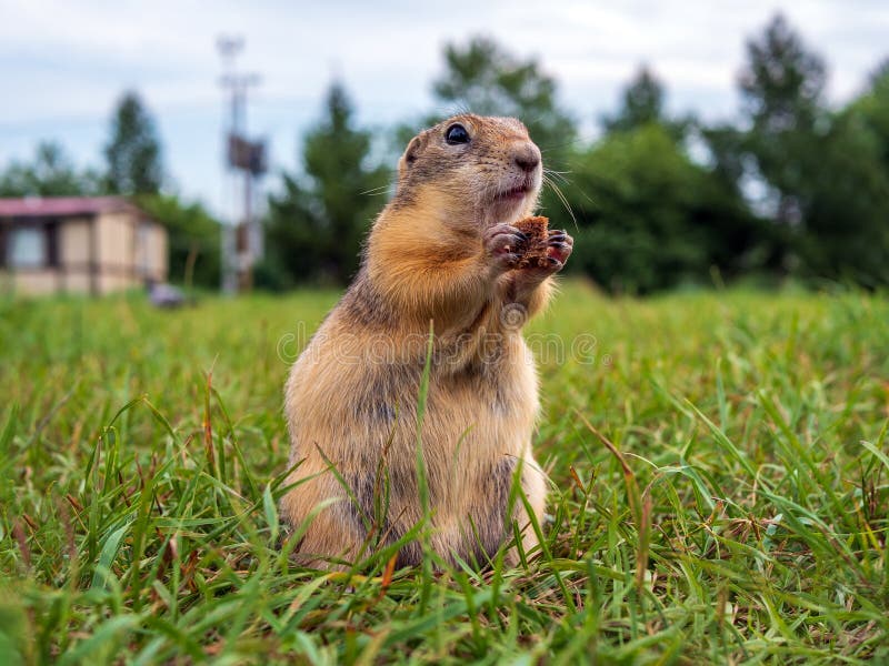 The Gopher Holds a Piece of Bread in Its Paws on the Lawn Stock Photo ...