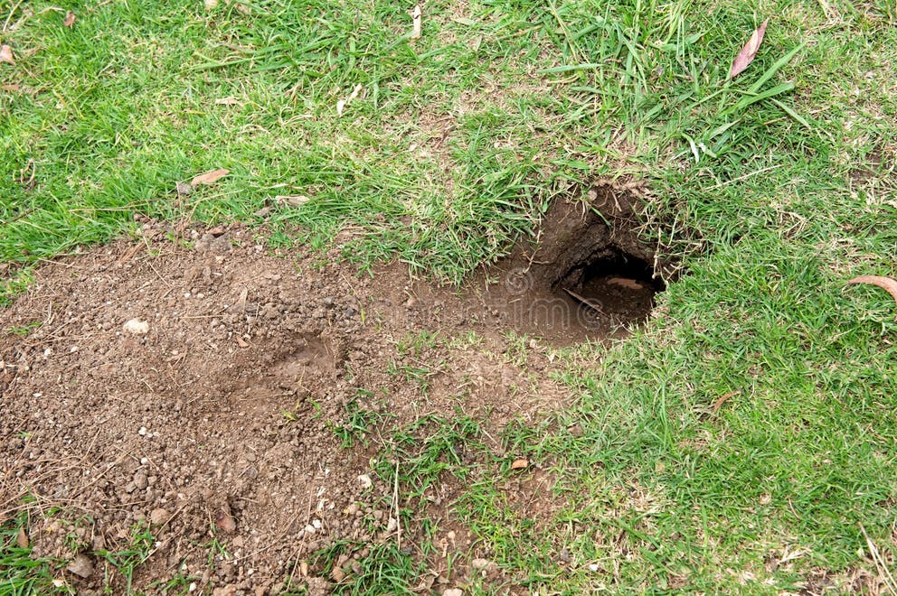 Gopher hole stock image. Image of daytime, green, underground - 19604439