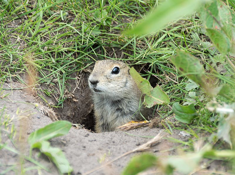Gopher Hole with Fresh Print Stock Photo - Image of rodent, fresh: 911540