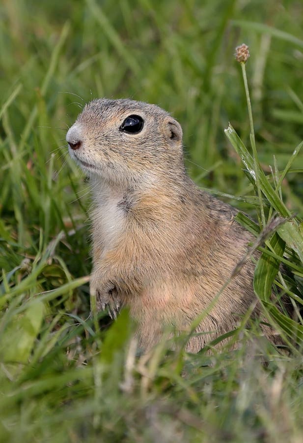Gopher stock photo. Image of field, funny, peninsula - 80398252