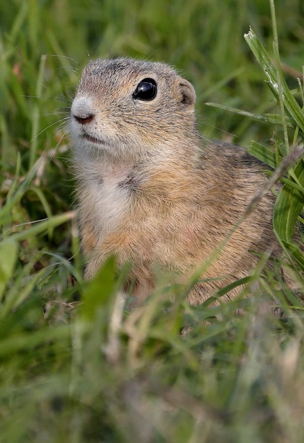 Gopher stock photo. Image of funny, peninsula, balaton - 80398342