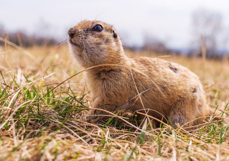 Gopher on the Lawn. Close-up Stock Photo - Image of close, groundhog ...