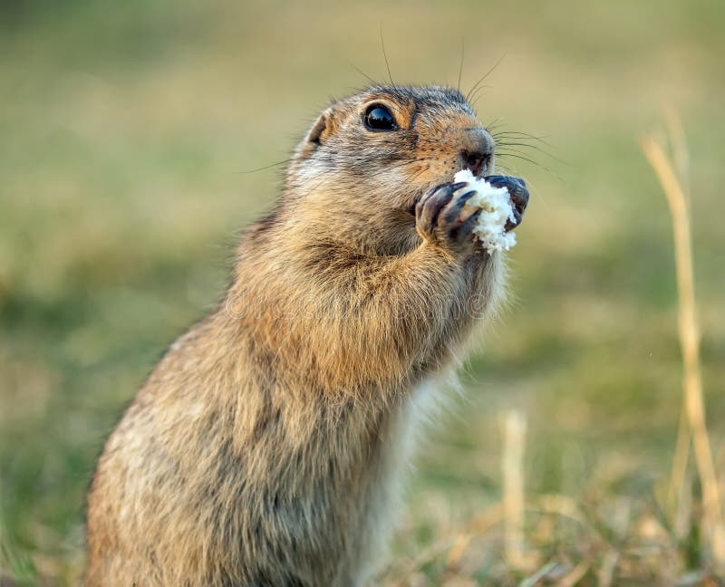A Gopher on the Lawn Holds a Piece of Baguette in Its Paws. Close-up ...