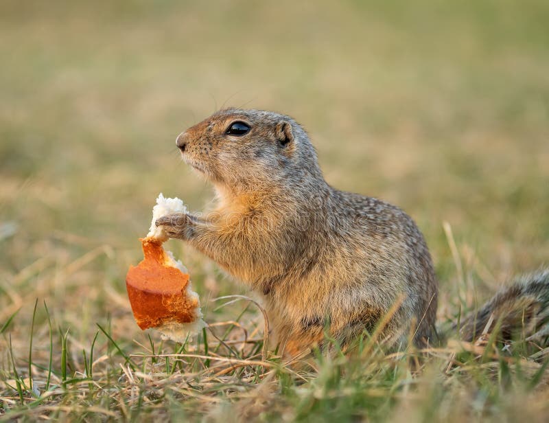 A Gopher on the Lawn Holds a Piece of Baguette in Its Paws. Close-up ...