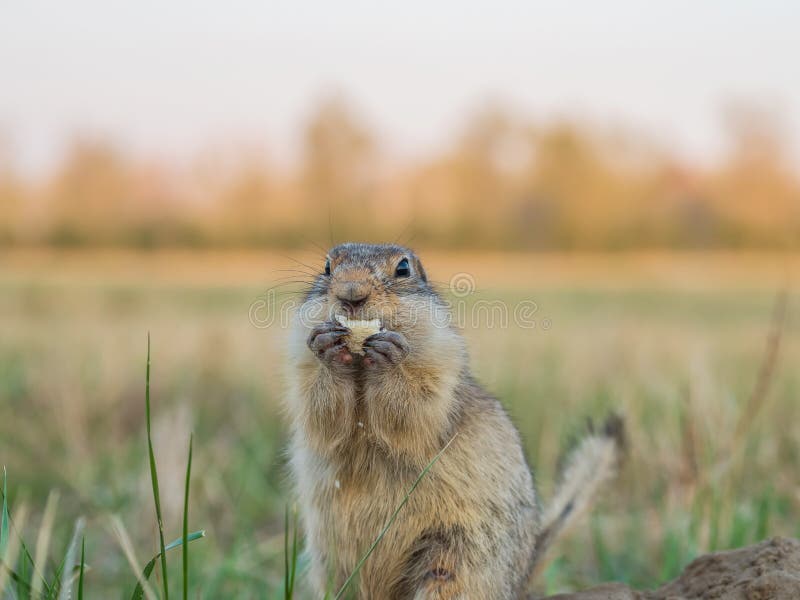 A Gopher on the Lawn Holds a Piece of Baguette in Its Paws. Close-up ...