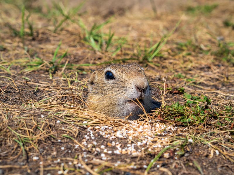Gopher Sticking Its Head Out of the Hole Stock Image - Image of soil ...