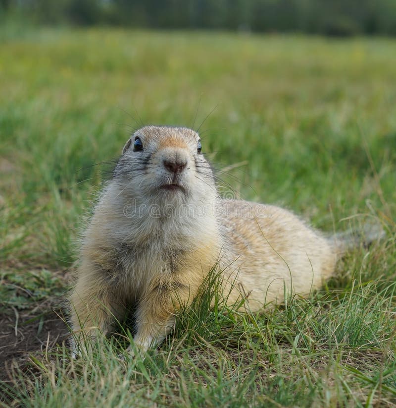 Gopher Lies on the Green Grass Stock Image - Image of prairie ...